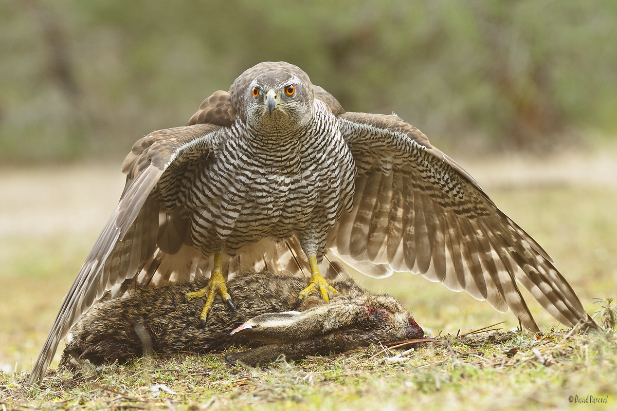 David Pascual: Azor (Accipiter gentilis)