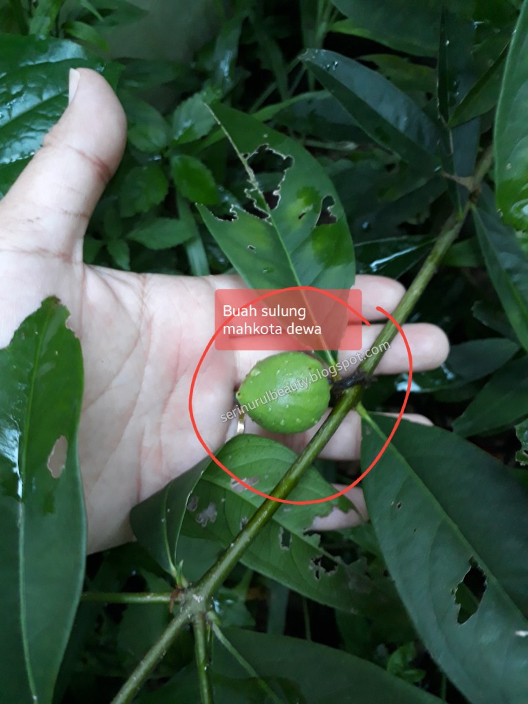 Healthy Nurul Beauty: The look of my first mahkota dewa fruit.