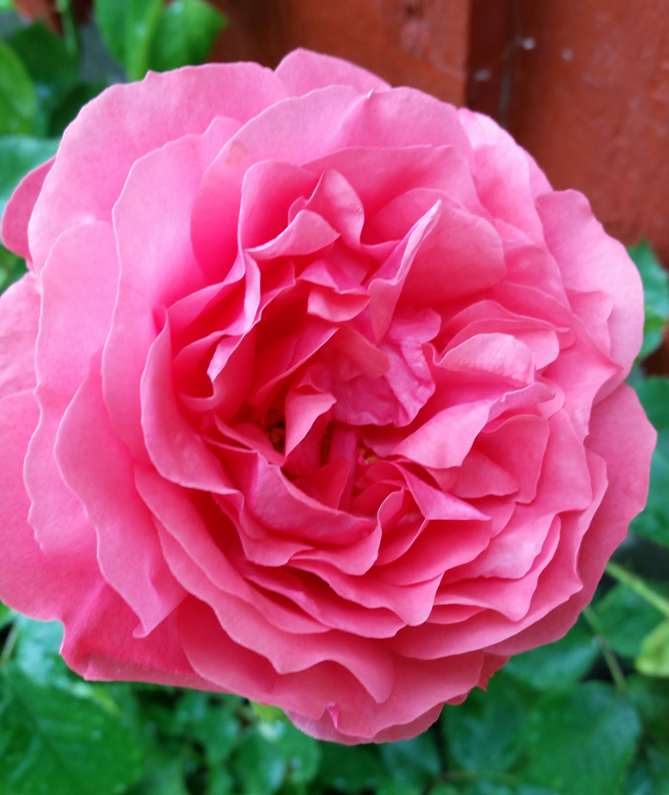 Solsikkehjerte: Roser, roser, roser....