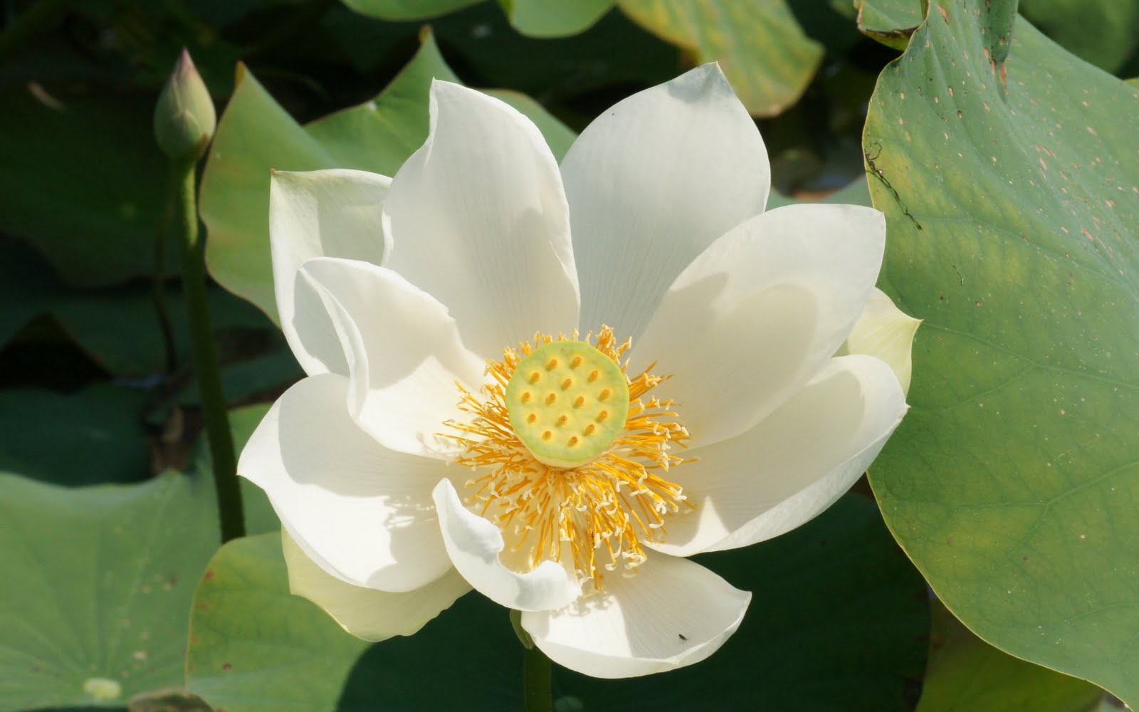 hg6677: Beautiful Lotus pictures