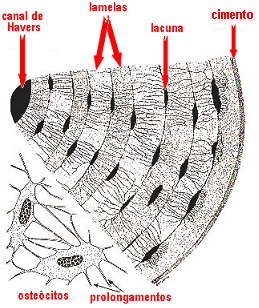 Histologicamente falando: TECIDO ÓSSEO