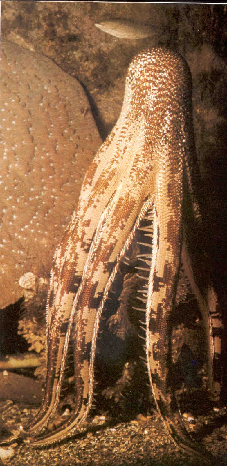 The Echinoblog: Learning about Luidia! 5 Things about The OTHER Sand Star!