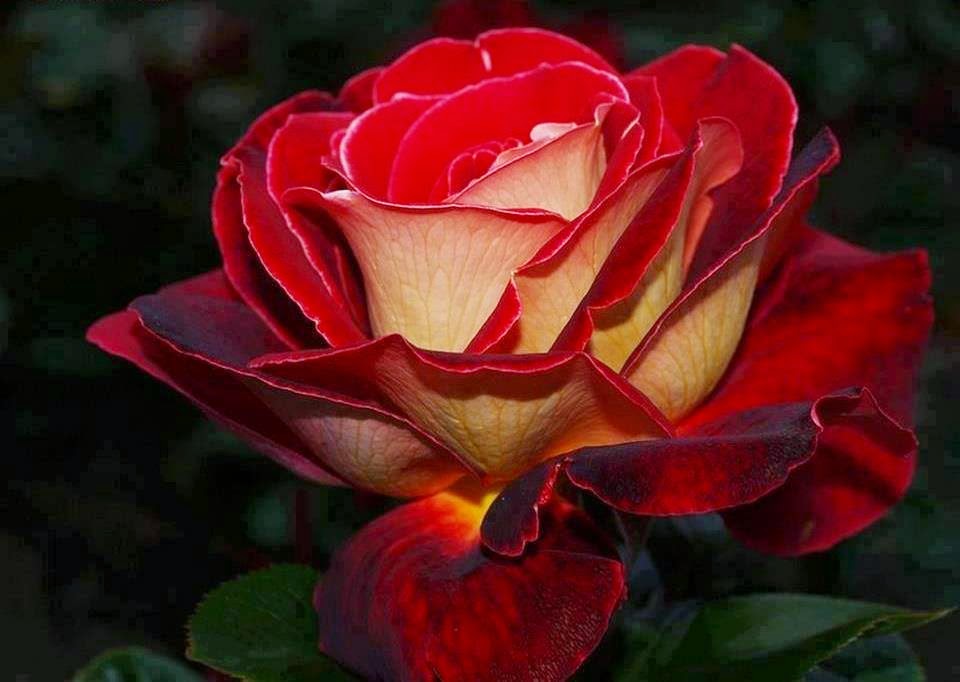 ANTONIO MARTÍN ORTIZ: LAS BRACAE [BRAGAS]; INTRODUCCIÓN AL ESTUDIO DE ...