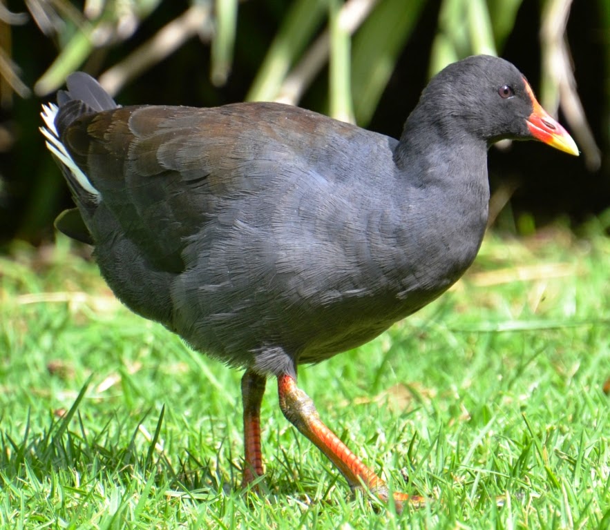Bird of the Day: Dusky Moorhen