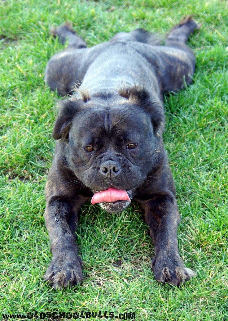 MorsoRosso: Mammut Bulldog