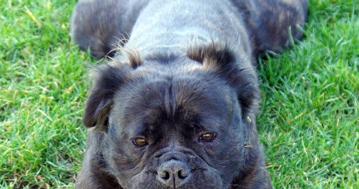 MorsoRosso: Mammut Bulldog