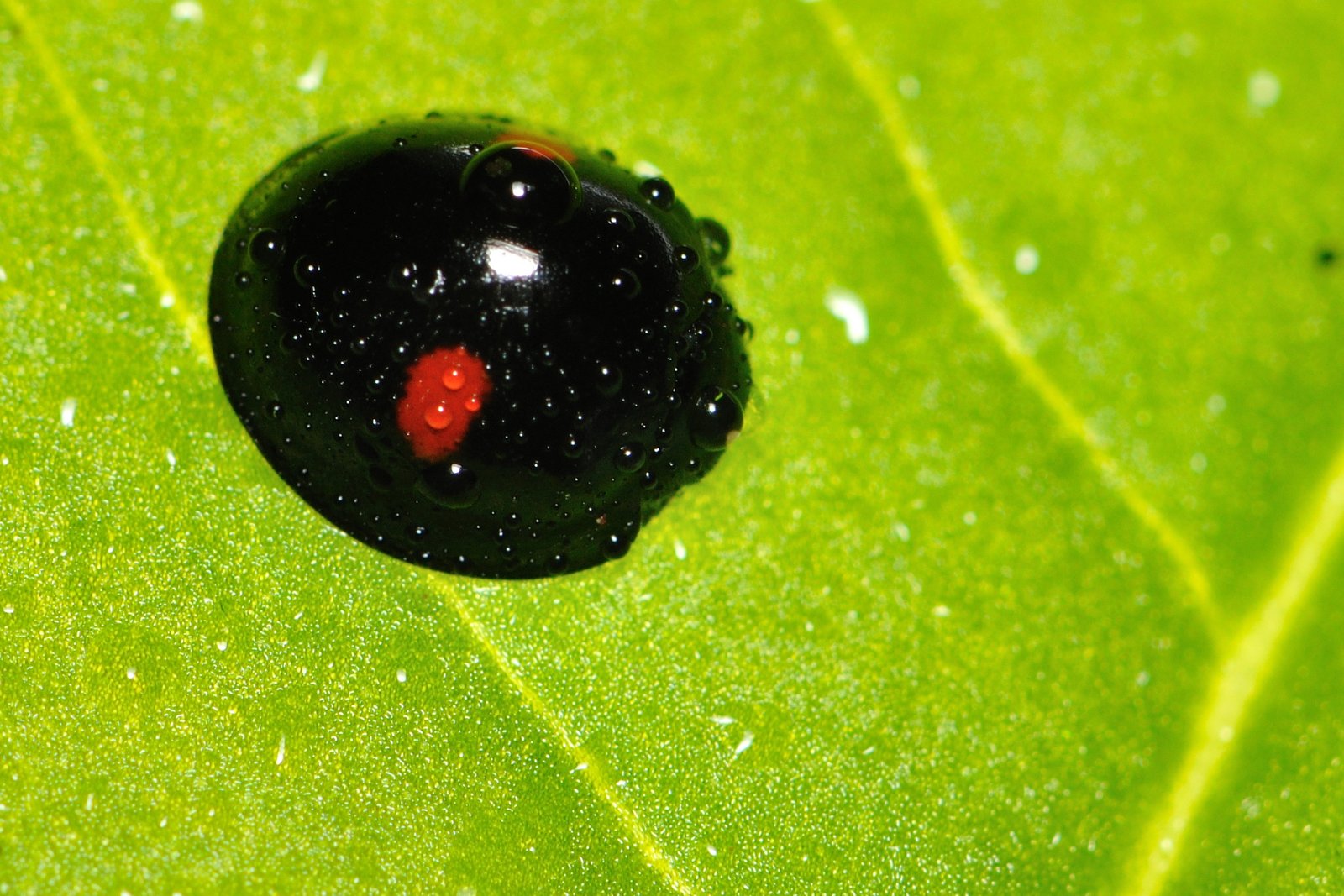 Food webs in the garden: ladybug beetles | the pace of nature