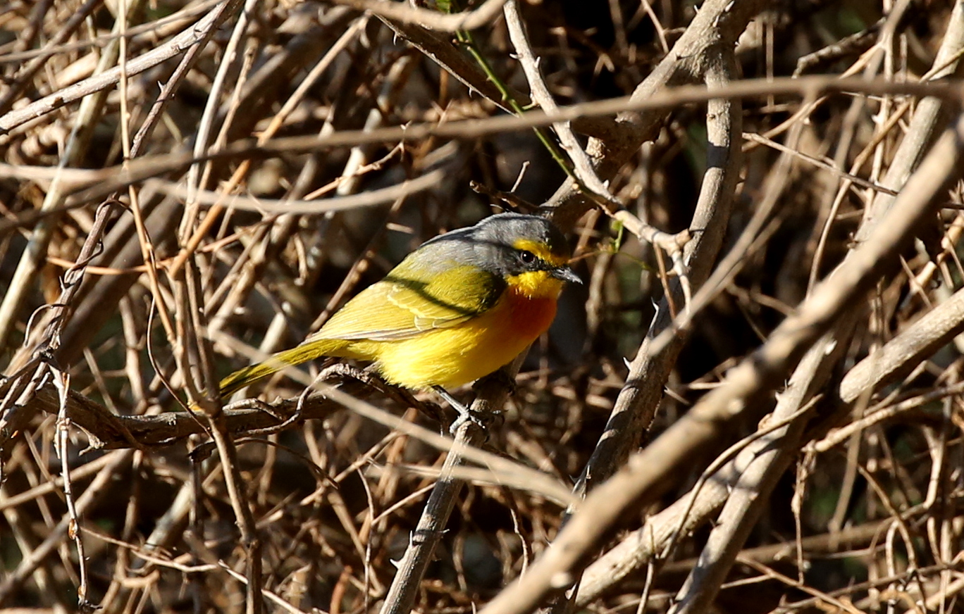 Worldbirder: Clare & Rowan's Africa trip!