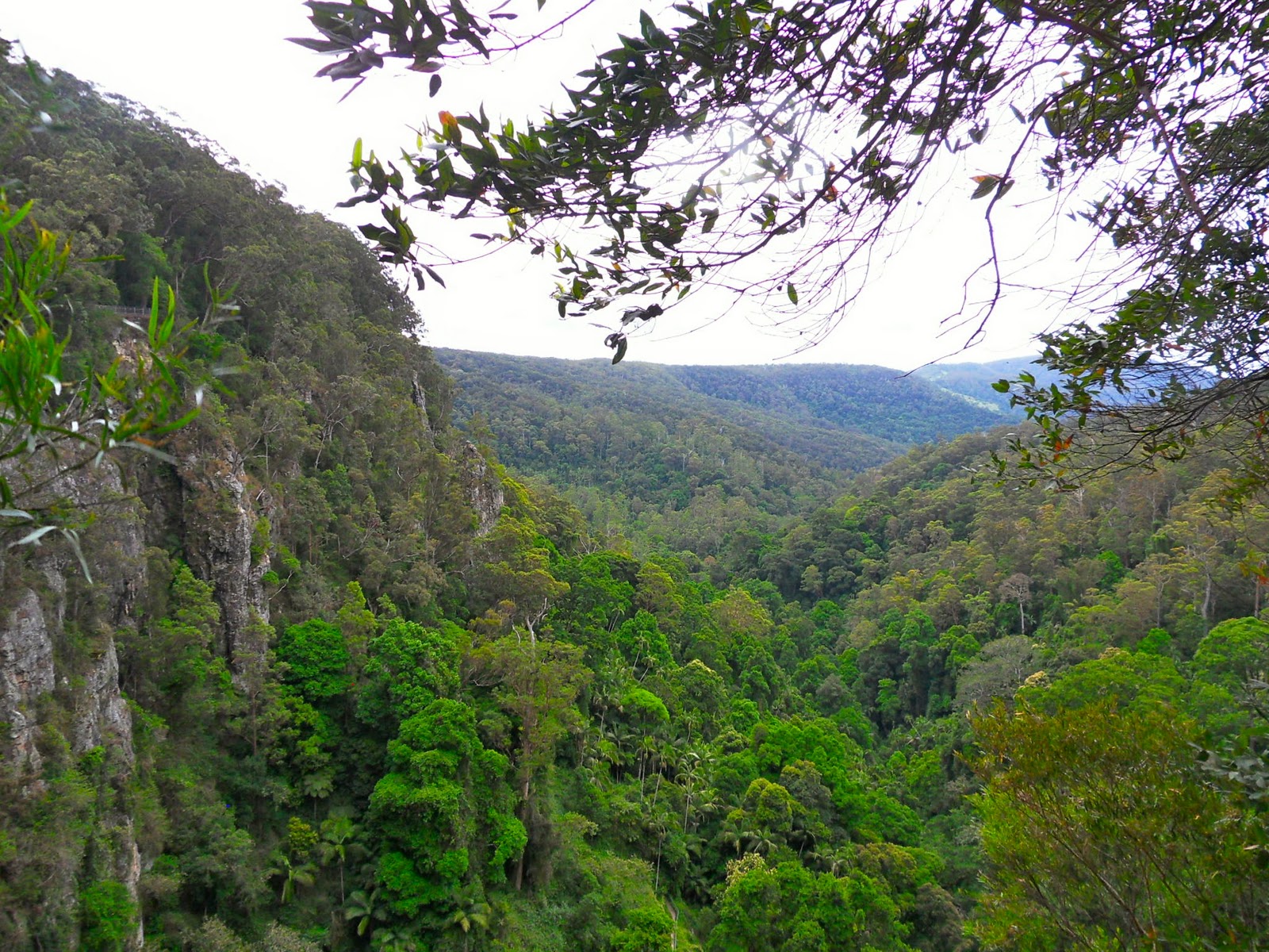 Brad & Jods Australian Adventures: Springbrook National Park - Natural ...