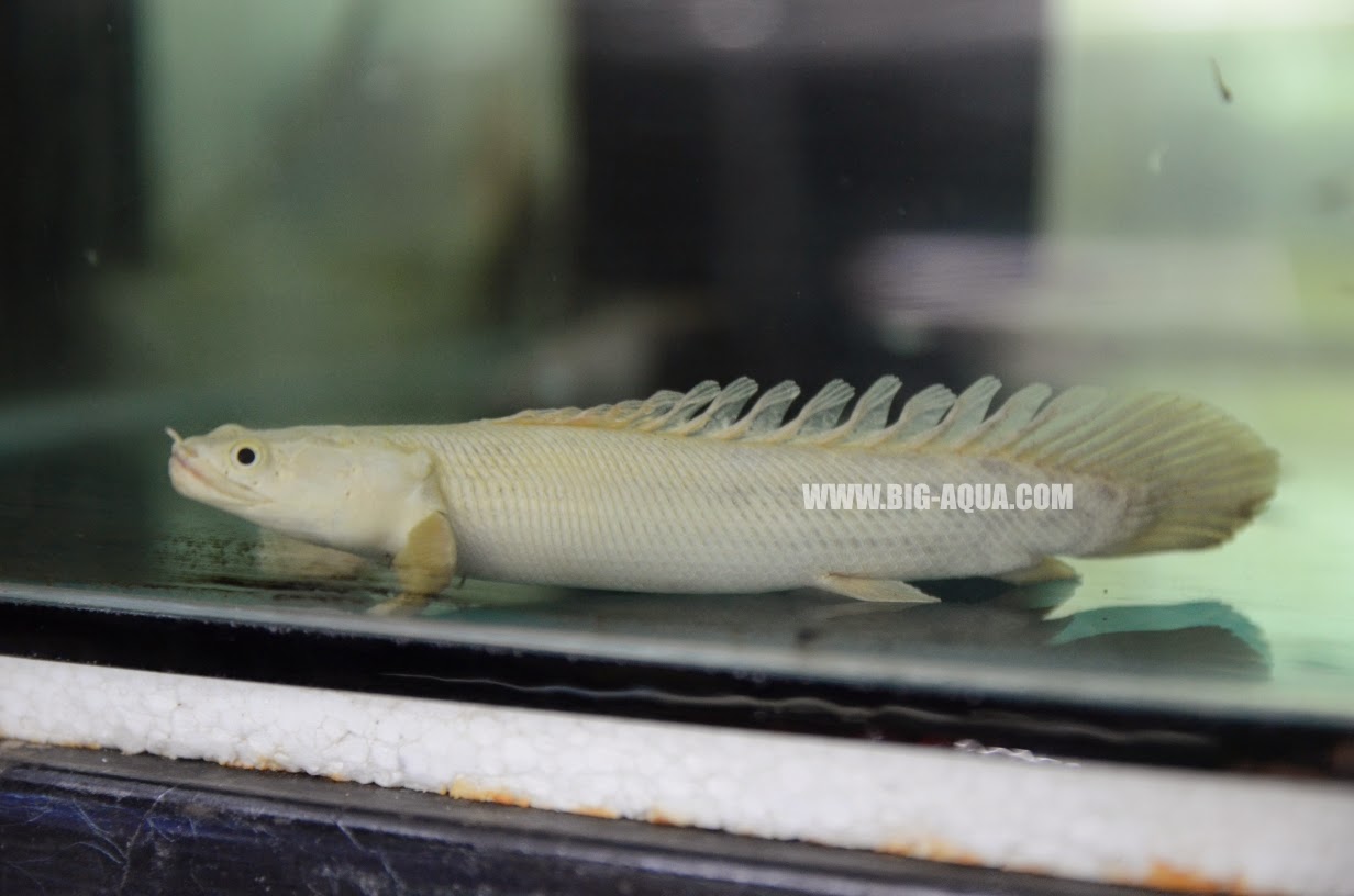 PLATINUM ANSORGI BICHIR ~ Big Aqua