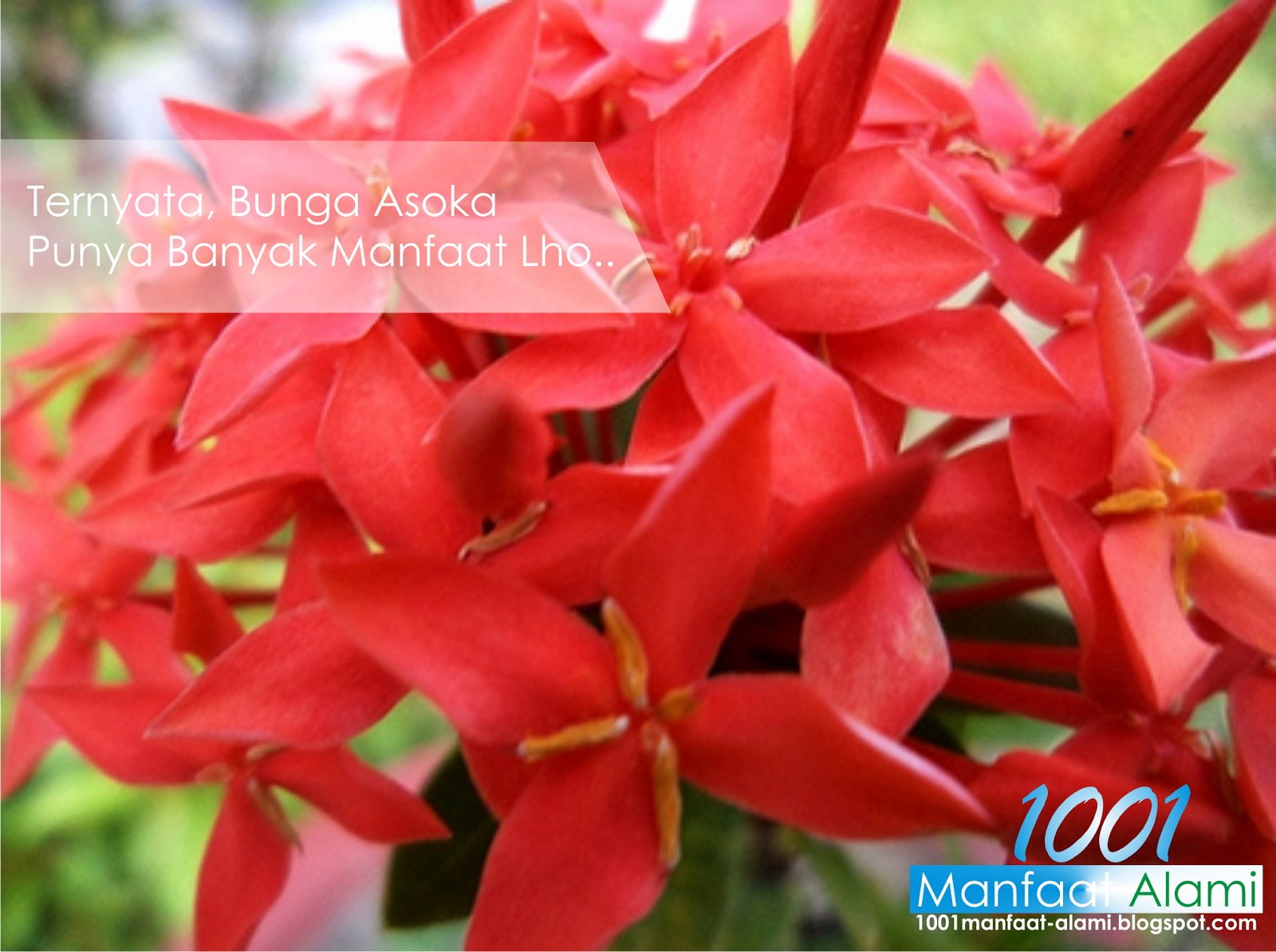 5 Manfaat Bunga Asoka Bagi Kesehatan Tubuh - Tips Kesehatan dan Kecantikan