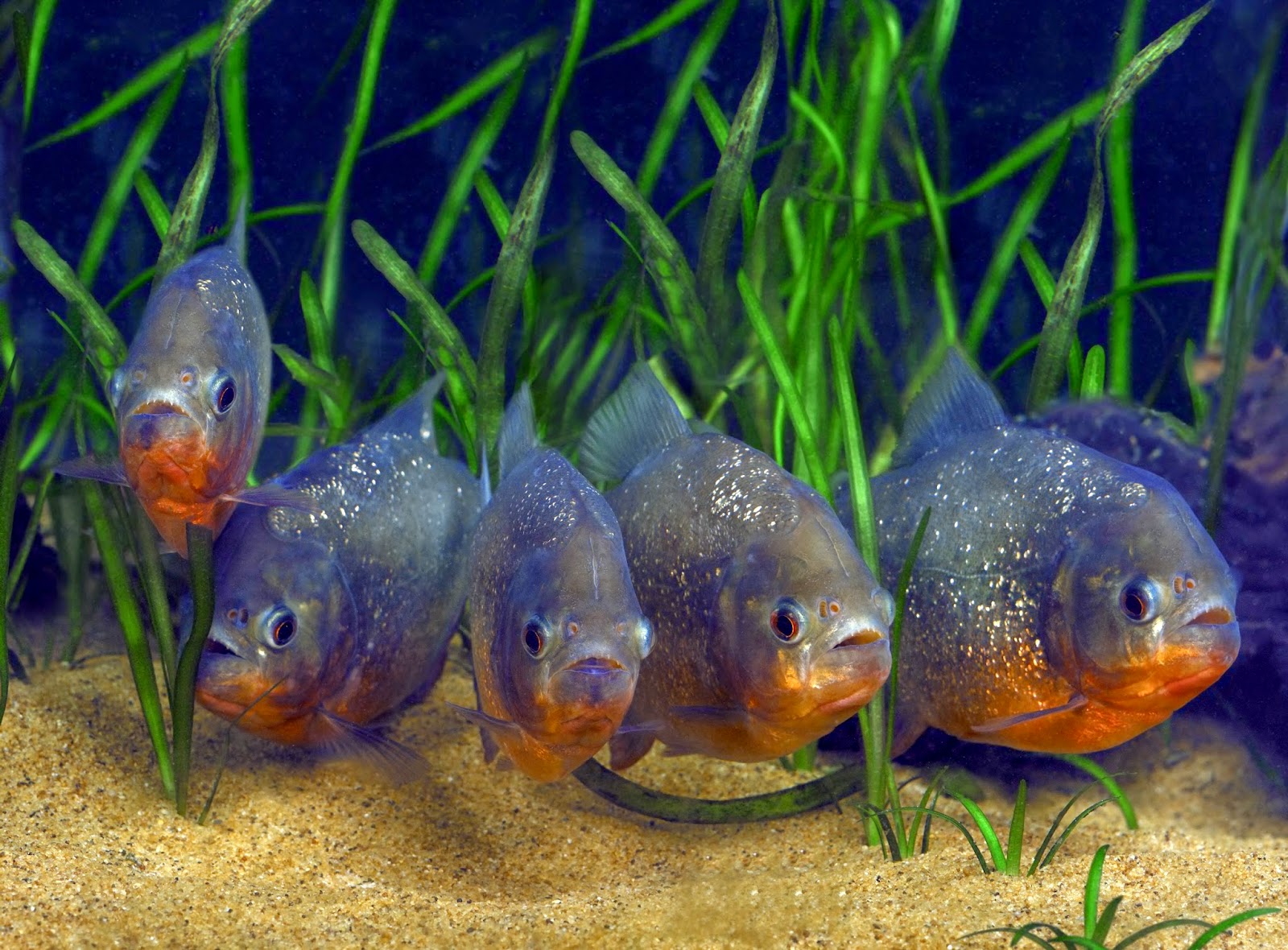 Tengase Presente: Pirañas enloquecen con la carne.