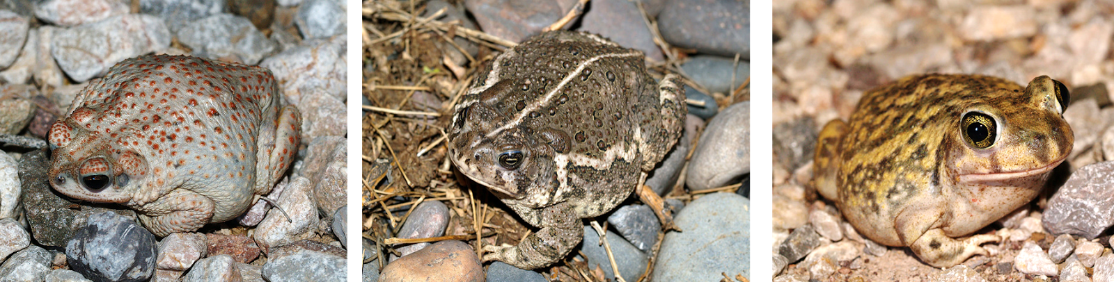 Arizona: Beetles, Bugs, Birds and more: Sonoran Desert Toads in our ...