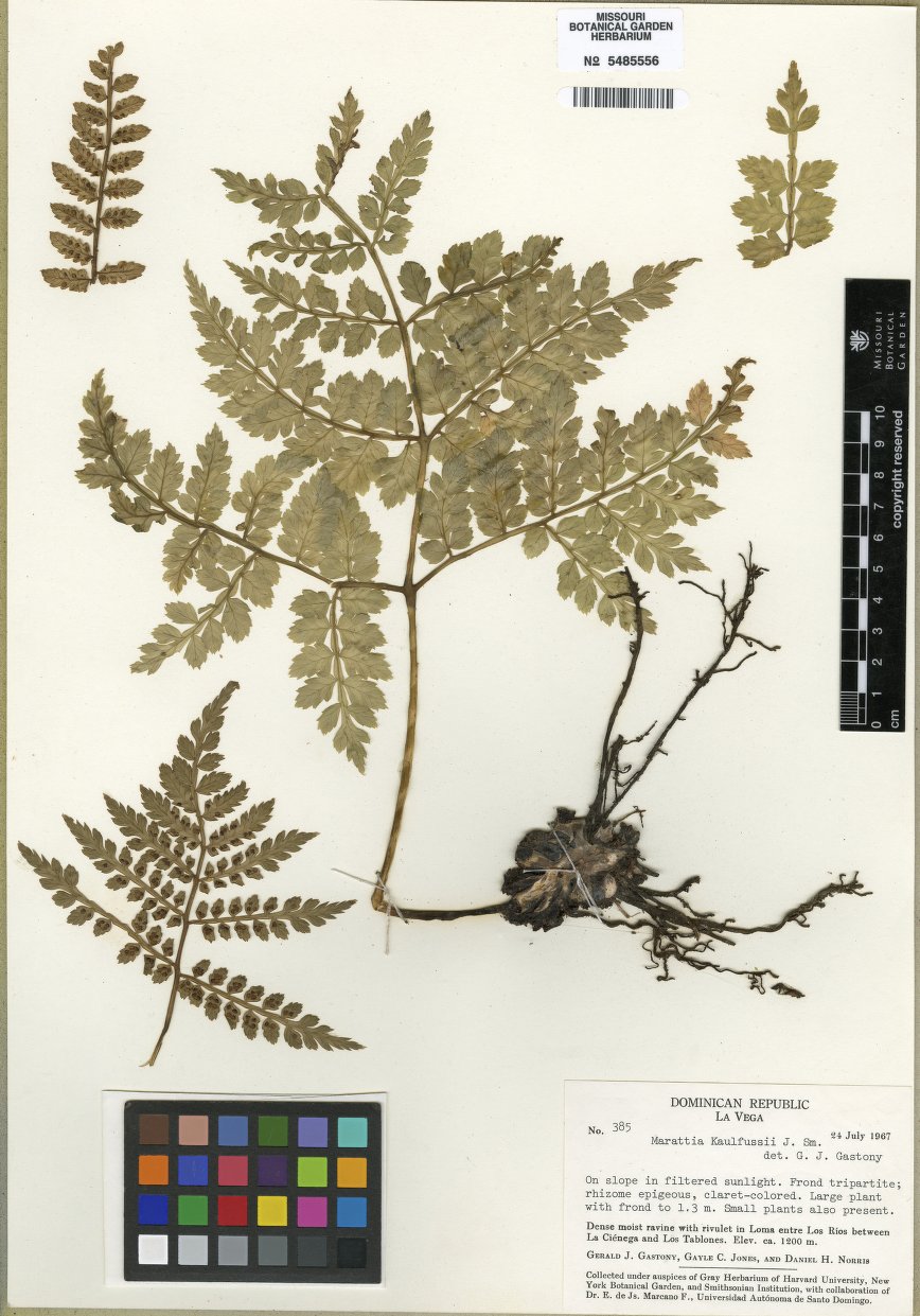 Flora de Puerto Rico Ilustrada Papo Vives: FERN MARATTIACEAE EUPODIUM ...