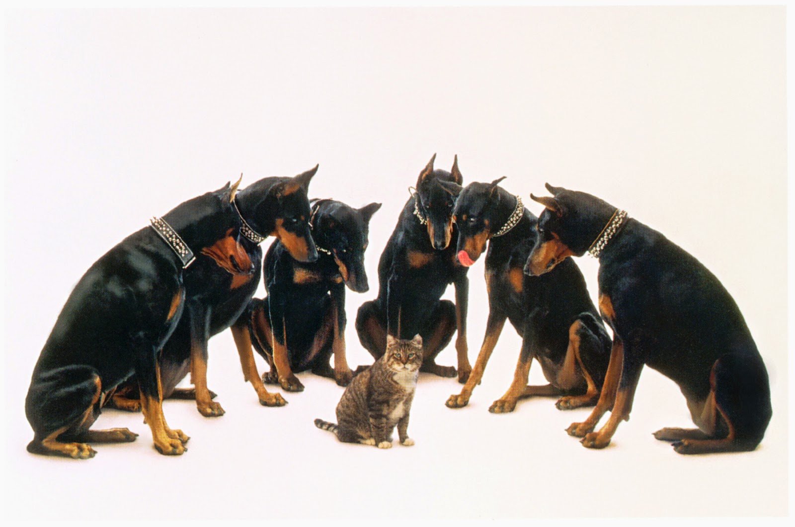 Doberman | WIKI PERROS