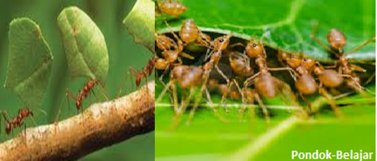 Ini Dia Jenis Philosopi Dari Kehidupan Semut - Pondok Belajar