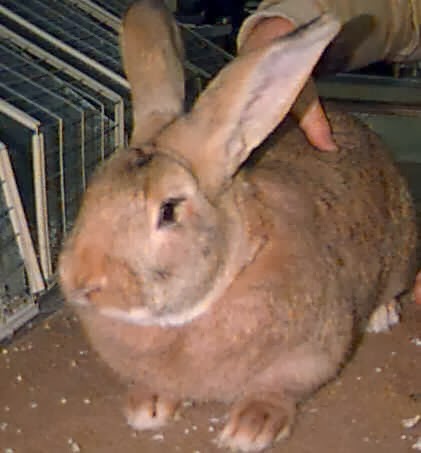 Information About Pets