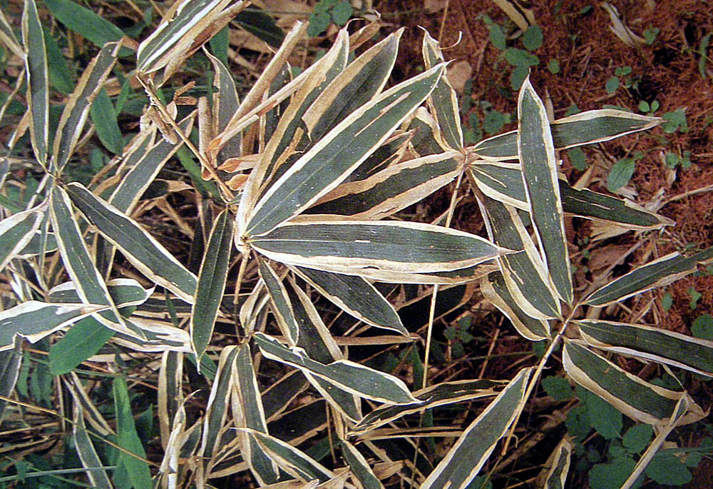 One Hundred Mountains: Hitomaro's sense of sasa