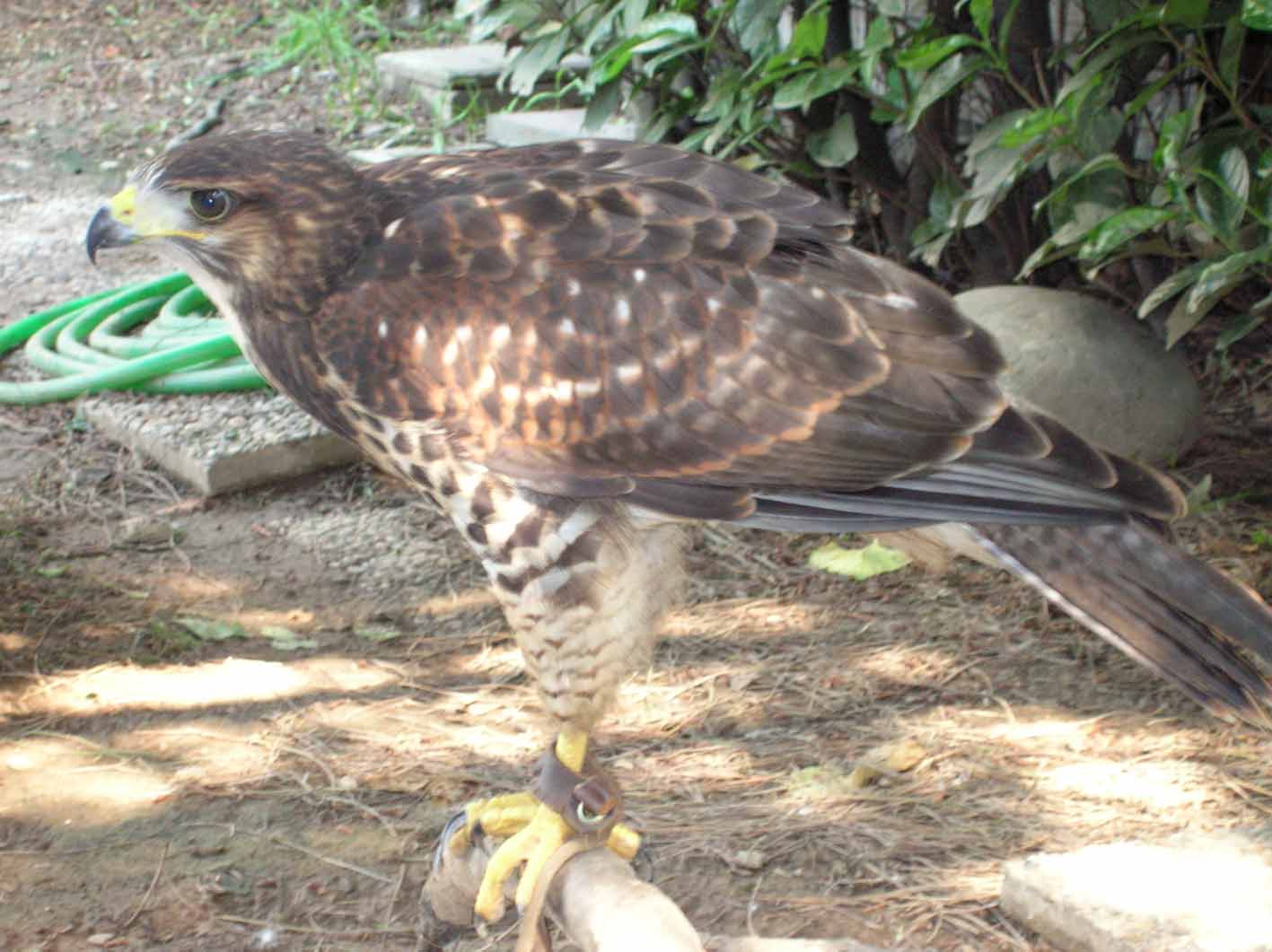 Strange Tri- Hybrids – Stephen Bodio