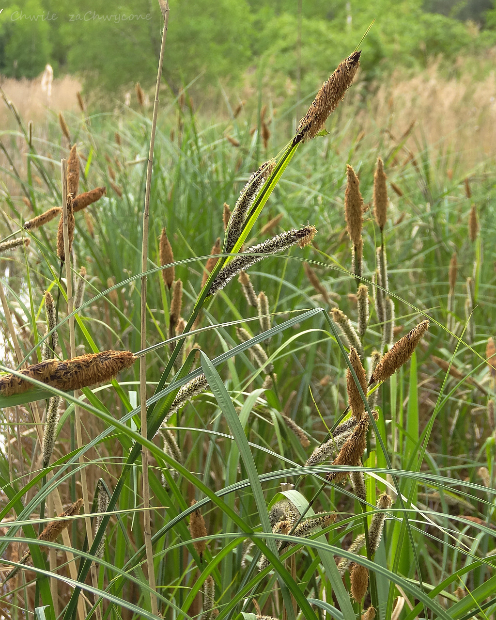 Chwile zaChwycone: Turzyca błotna