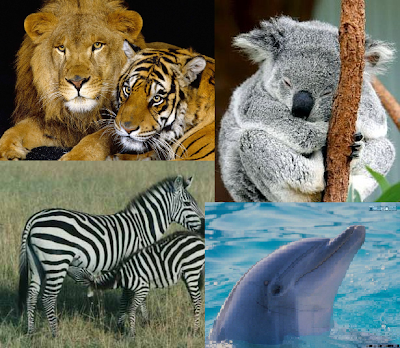 Ciências e Biologia: Biologia Animal - Vertebrados e Invertebrados
