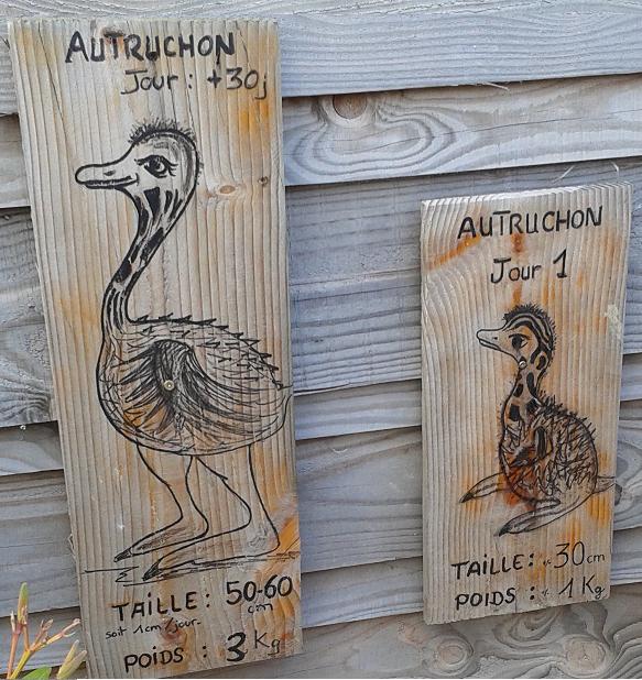 Mes passe-temps.: La Balade des Autruches