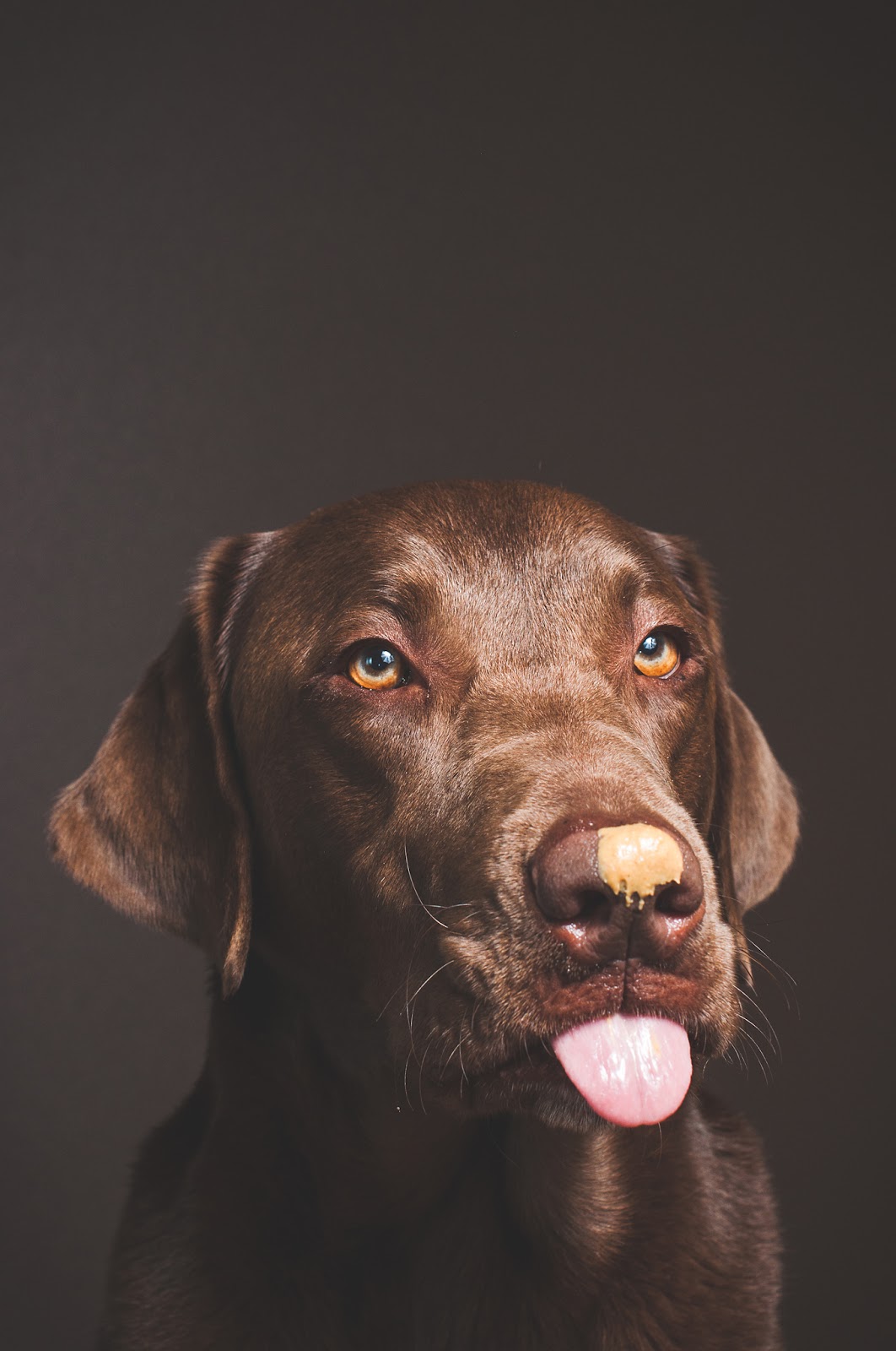 Jessica Coleman Photography: Dog Trying To Get Peanut Butter Off His ...