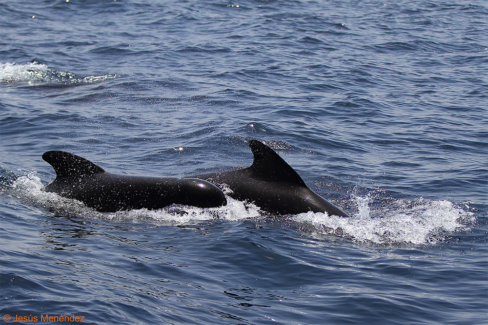 © DEMENCIA ORNITOLOGICA 43º23´N 3º13´W: Calderón común. Globicephala ...