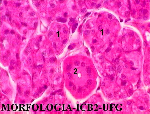 Biologia celular e tecidual: Células serosas, Células Secretoras de ...