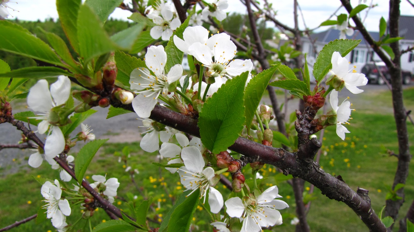 Le Blogue à Zonzon : Cerisier griotte de Montmorency