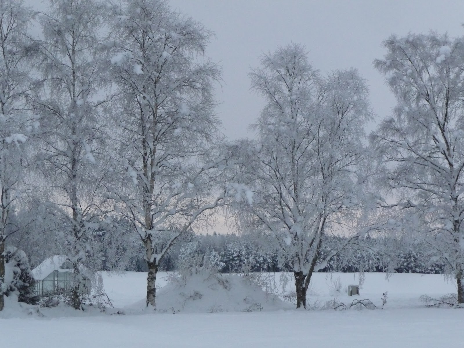 Niras blogg: Fin fina vinterbilder!