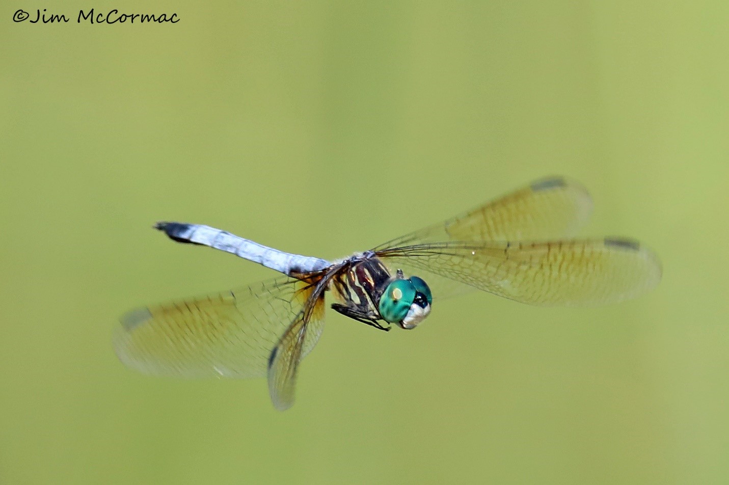 Ohio Birds and Biodiversity: An odd turtle, and interesting dragonfly shot