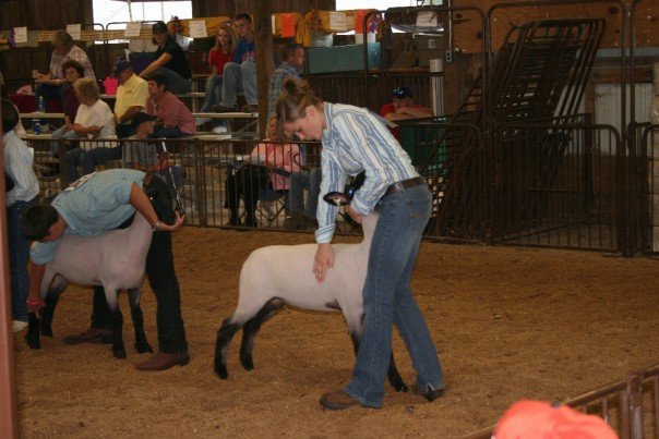 Adventures of an Agricultural Advocate: Sheep 101