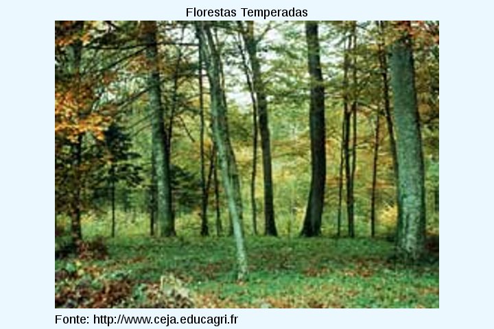 Foto De Biomas: Floresta Temperada