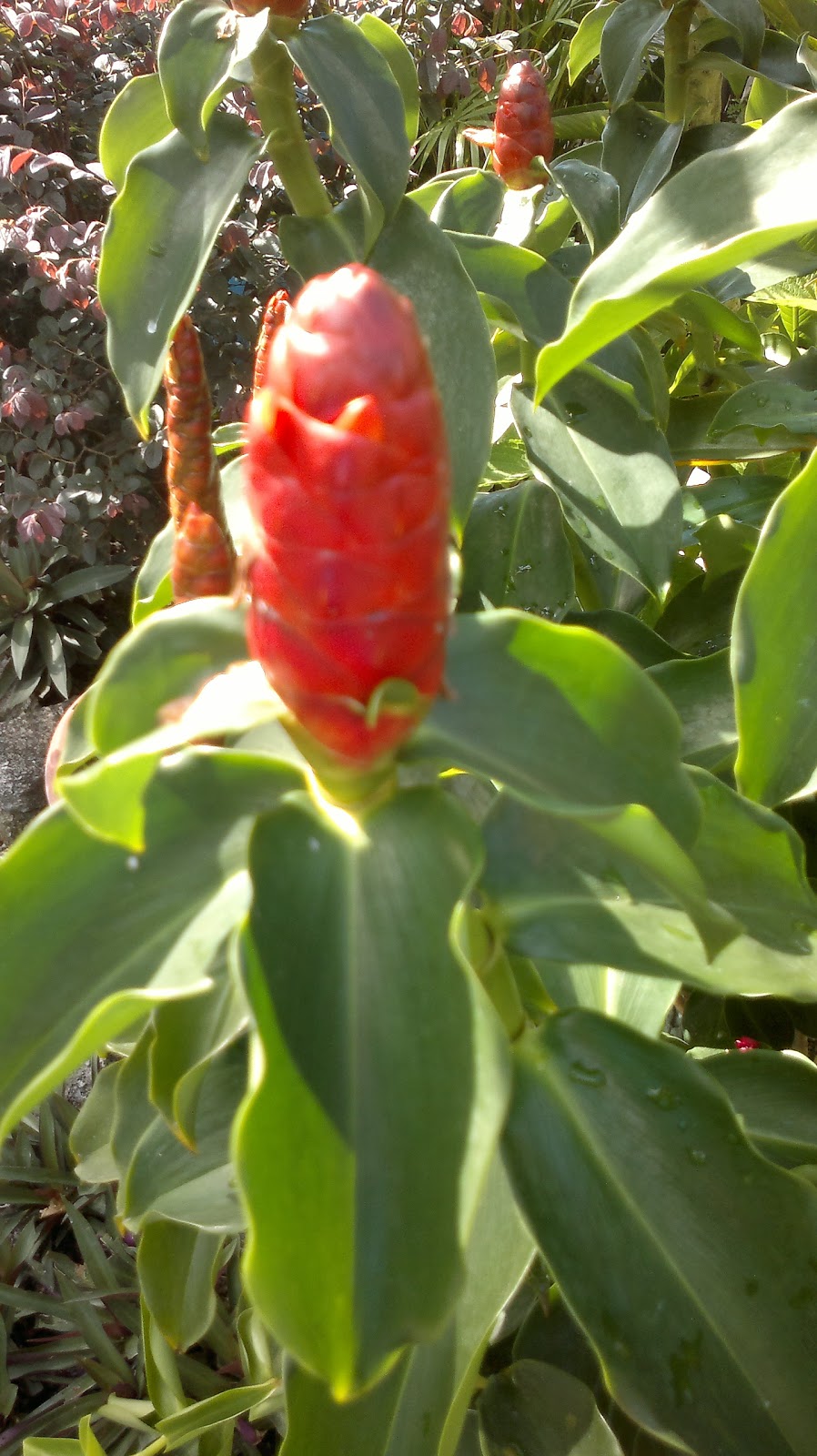Gubahan Hantaran: Bunga Costus Woodsonii / Setawar Halia (Merah) + rose ...