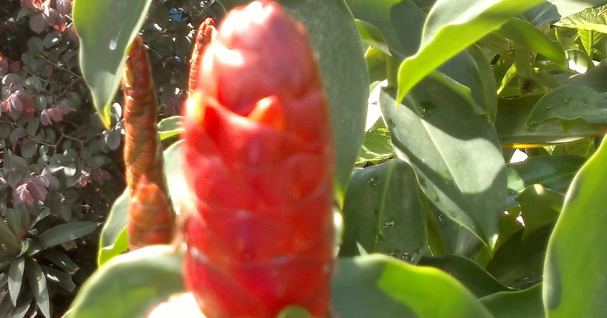 Gubahan Hantaran: Bunga Costus Woodsonii / Setawar Halia (Merah) + rose ...