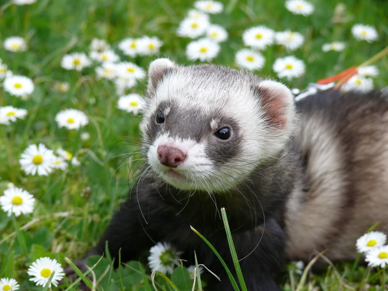 เฟอเรท: เฟอเรท เจ้าขนฟู น่ารัก