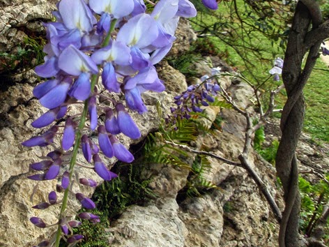 GLICINIA (Wisteria) Cómo conseguir una floración exuberante