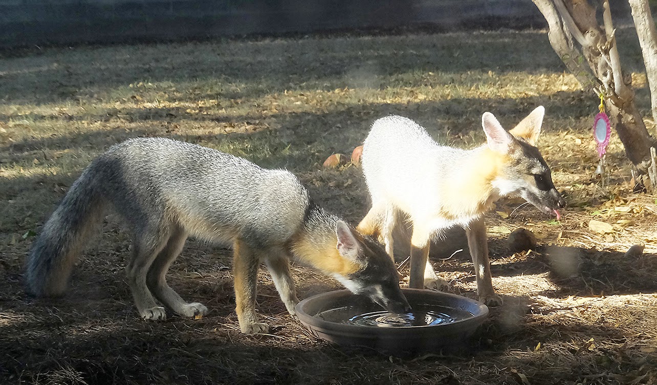 grey foxes * Tempe, AZ
