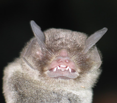 Fossil Matter: The Bats of Matanzas