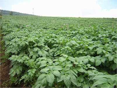 Pena Perindu Surga: EKONOMI PERTANIAN MASYARAKAT DIENG