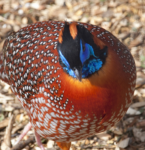 List of all birds with all information, pictures and videos: Copper ...