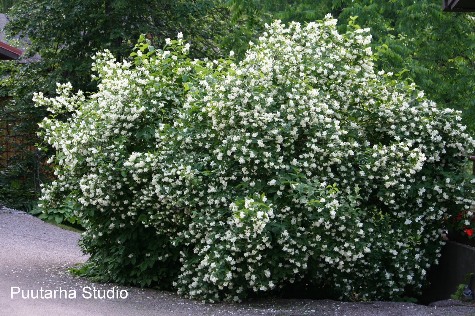 Sarin puutarhat: Pihajasmike huumaa tuoksullaan...