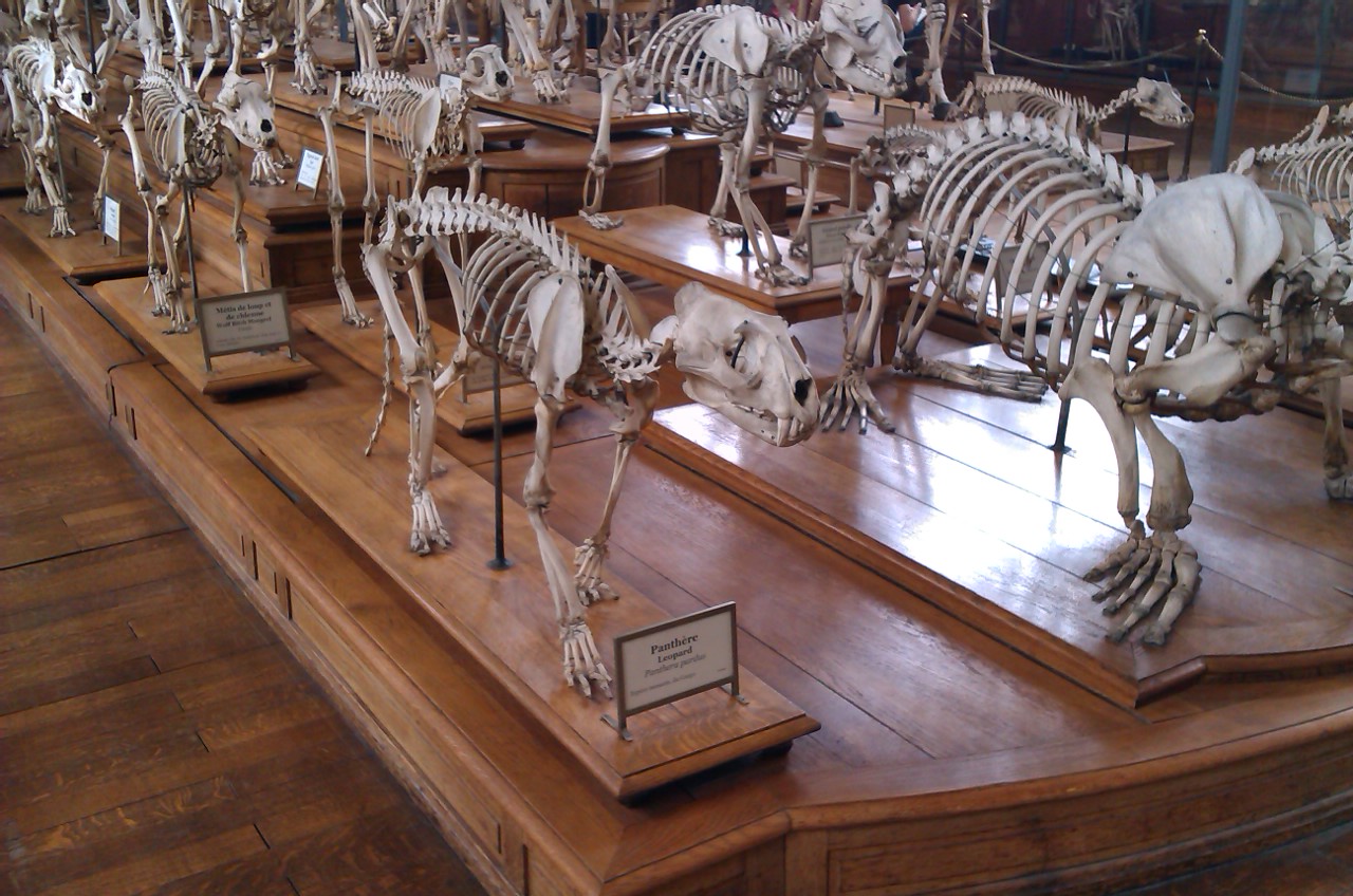 Gillianimation: Joe Weatherly Animal Workshop Paris