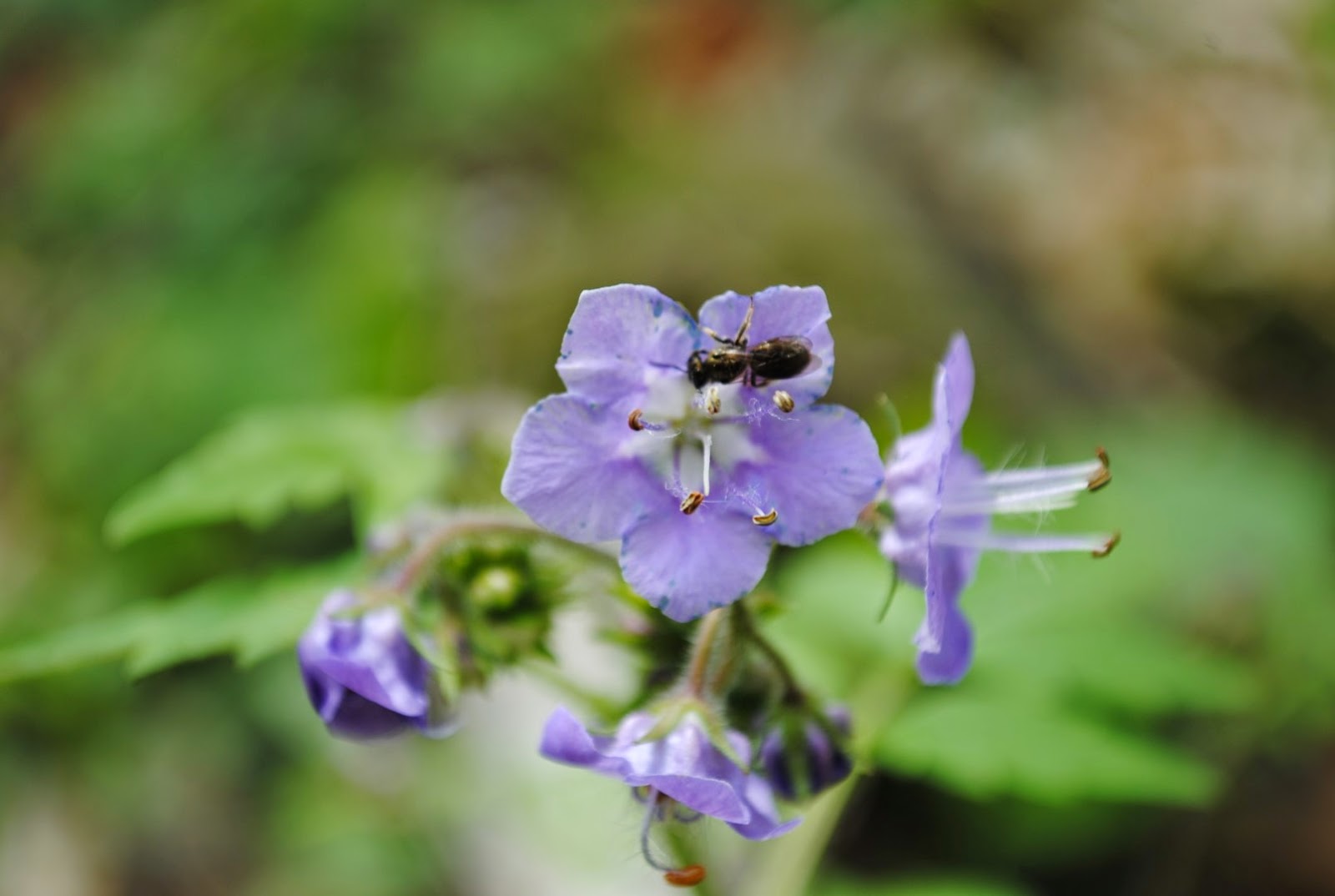 West Virginia Native Wildflowers-The Big Year, 2013: Wild, Wonderful ...
