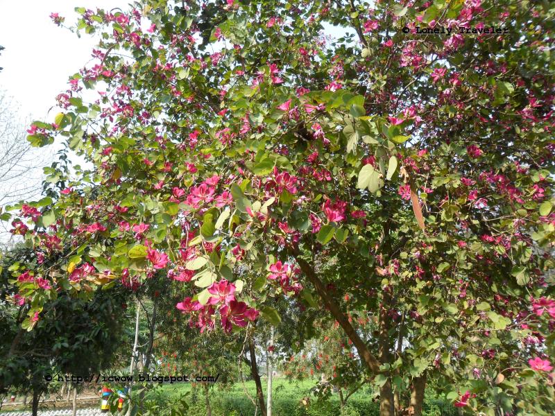 Rokto Kanchan Ful(রক্ত কাঞ্চন ফুল) - Bauhinia variegata