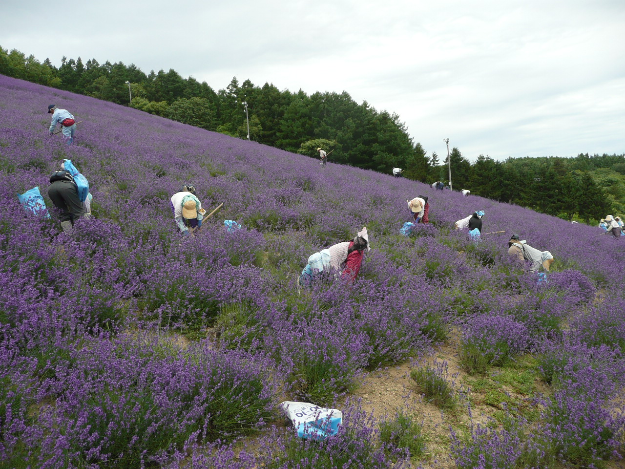 WEBS OF SIGNIFICANCE: Furano and lavender