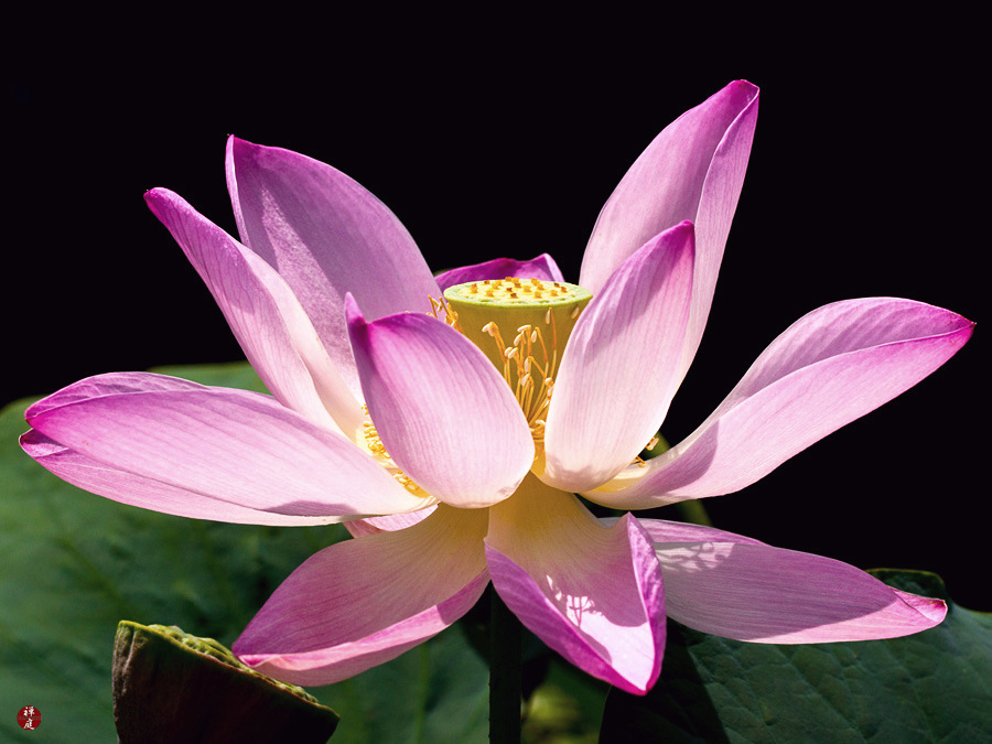 FROM THE GARDEN OF ZEN: August 2012