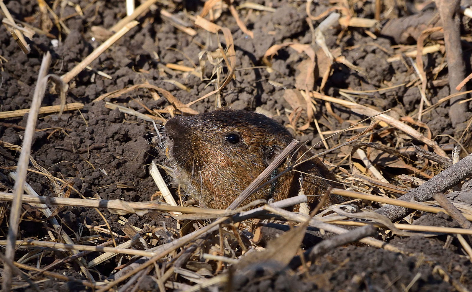 Turbo's Track and Photo Tour: Botta Pocket Gopher, Side-blotched lizard ...