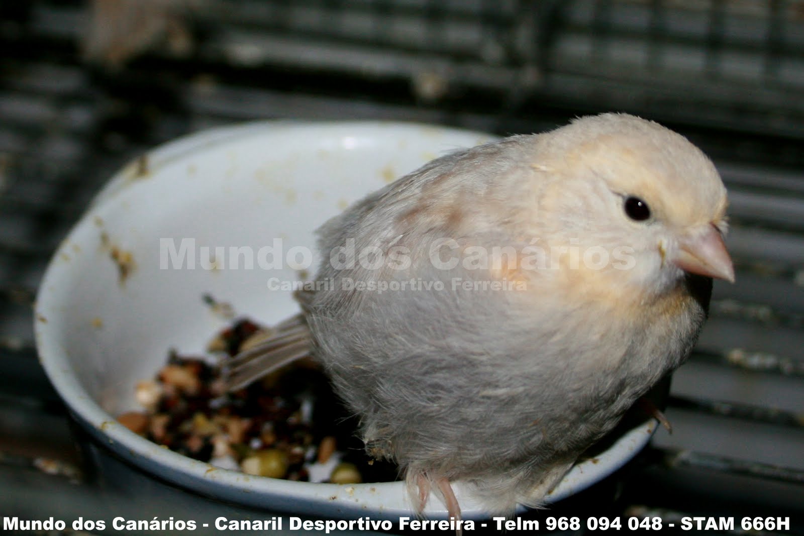 كناري الإيزابيل canary Isabel - تجمع طيور الكناري • التجمع الدولي لعلم ...